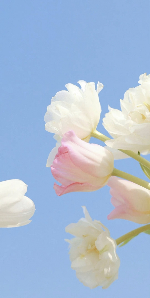 10款小清新鲜花手机壁纸+治愈小短句，让对生活感到疲惫的人得到心灵安慰！